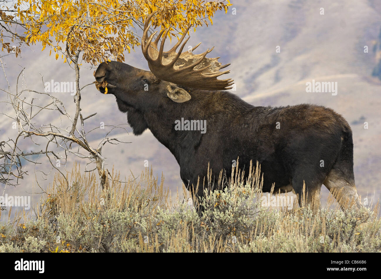 Bull Moose Feeding on Aspen Tree Leaves Stock Photo - Alamy