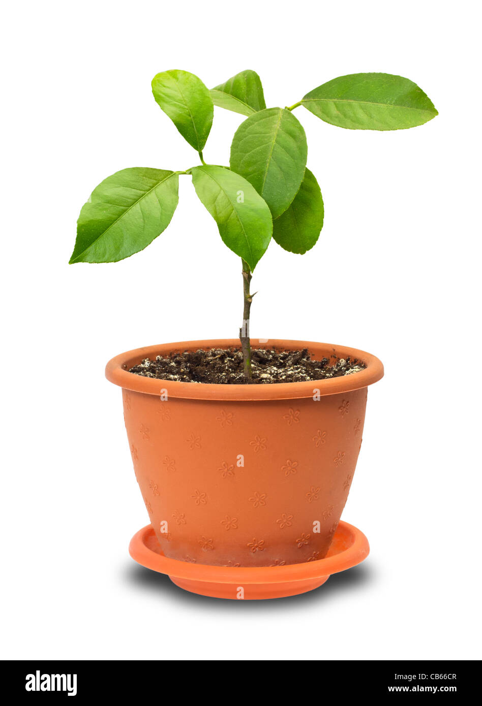 Protect plants garden Cut Out Stock Images & Pictures - Alamy