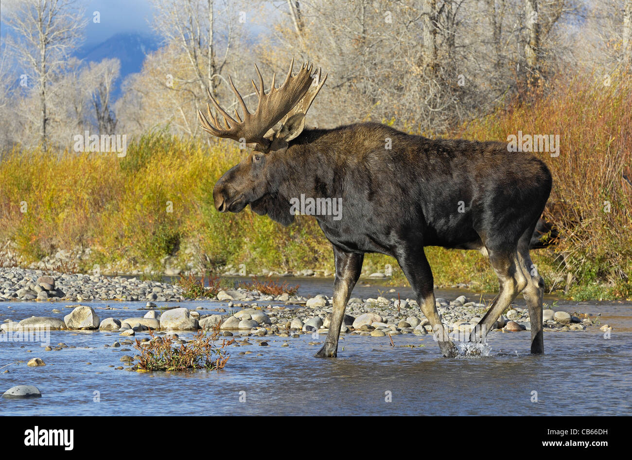 Western moose hi-res stock photography and images - Alamy