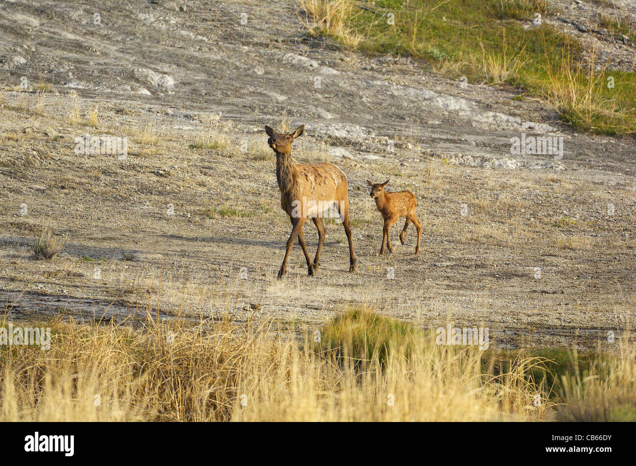 Mother Elk and newborn calf crossing hot springs in Yellowstone Stock ...