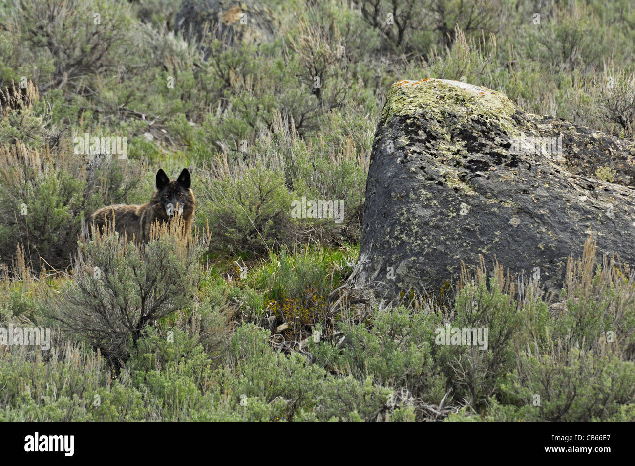 Black wolf in the environment Stock Photo - Alamy