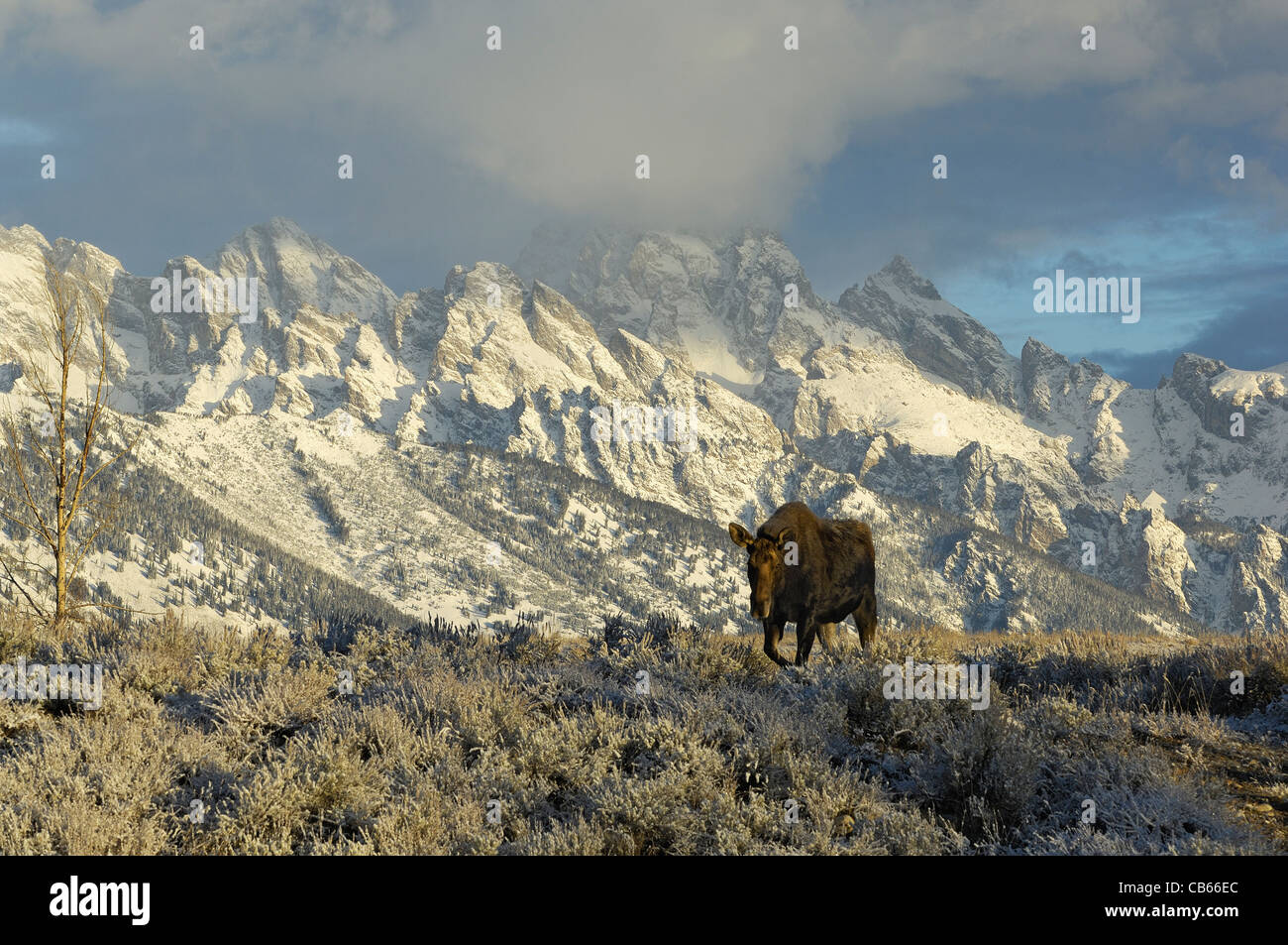 Moose Amidst Spectacular Mountain Scenery Stock Photo - Alamy