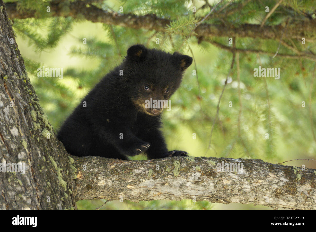 Greetings from a Cute Bear Cub Stock Photo - Alamy