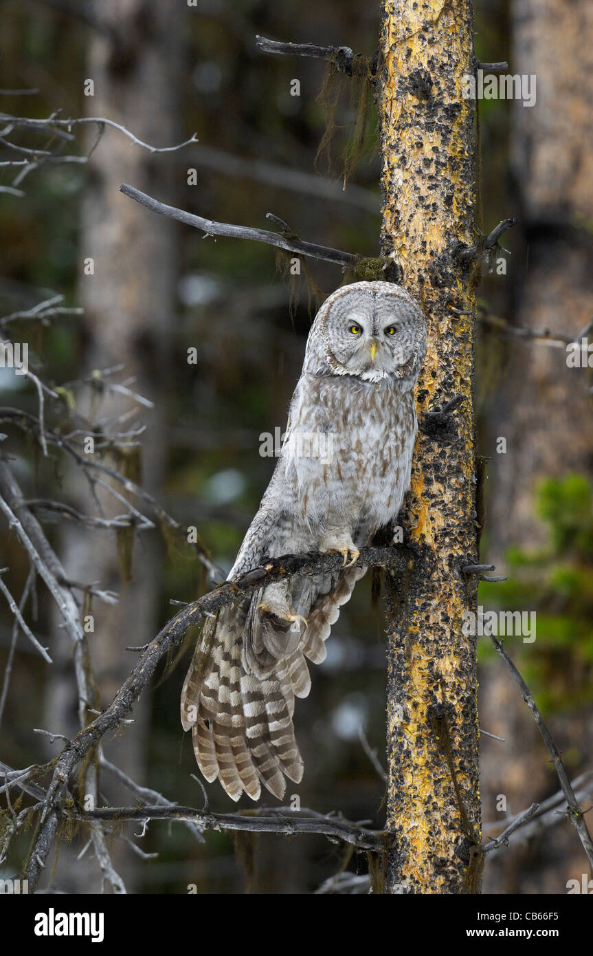 Spectacular Owl Stretch Stock Photo - Alamy