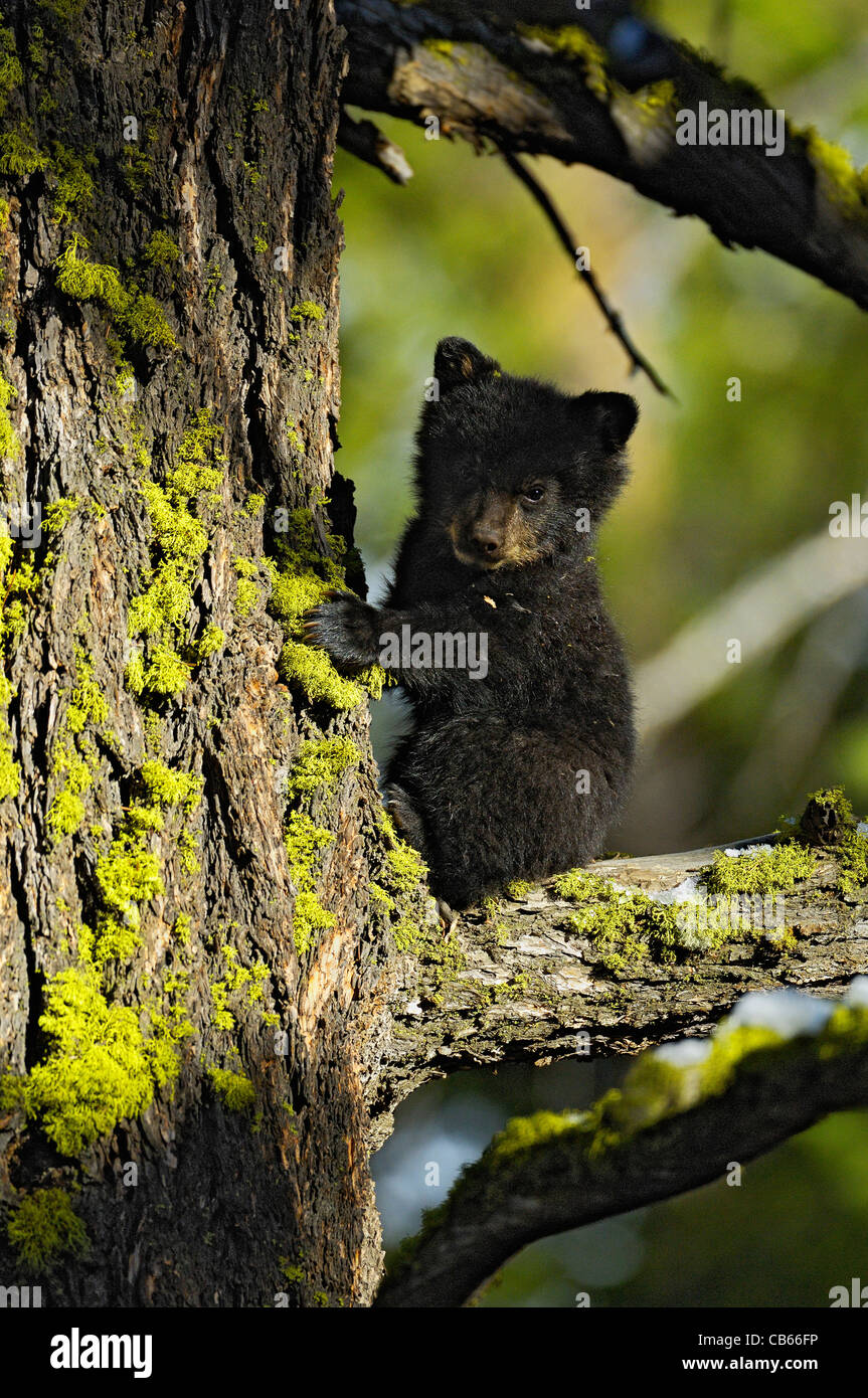 Tiny Bear Cub on Tree Branch Stock Photo - Alamy