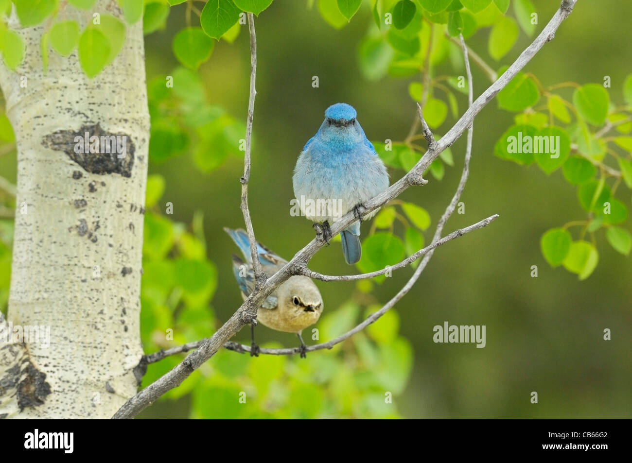 Mating Mountain Bluebirds Stock Photo - Alamy