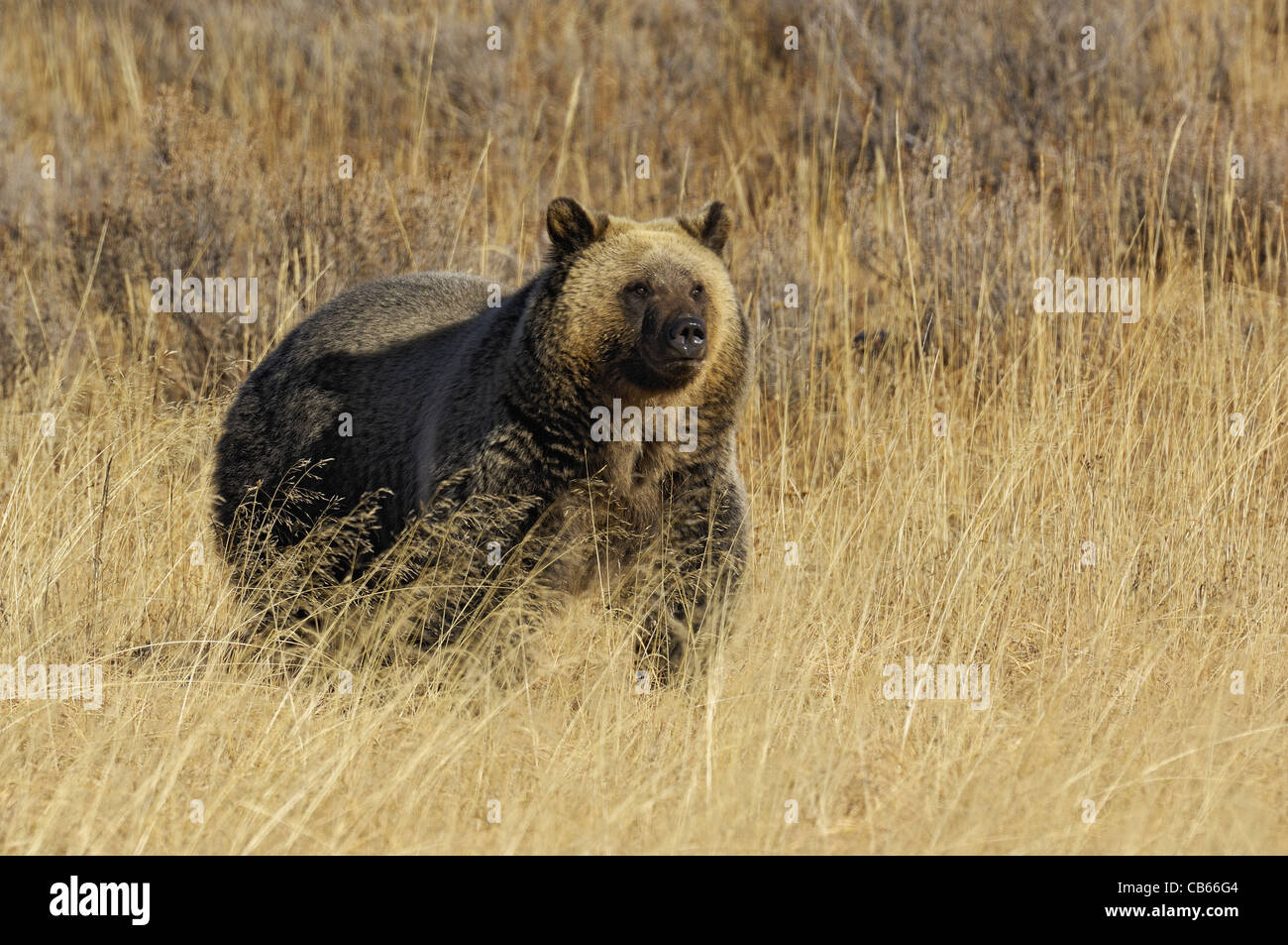 Grizzly hi-res stock photography and images - Alamy