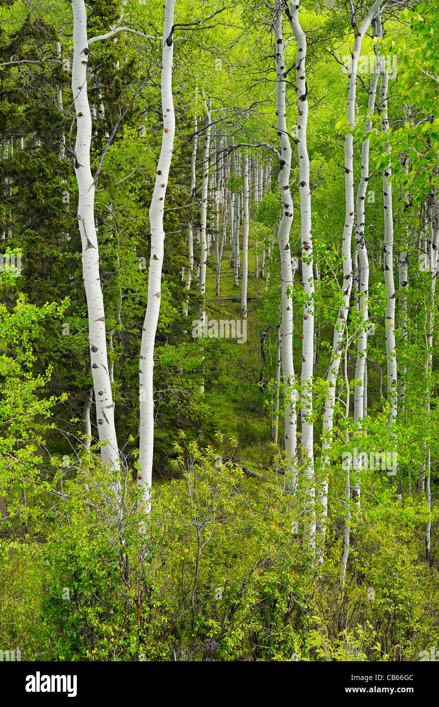 American white birch trees hi-res stock photography and images - Alamy