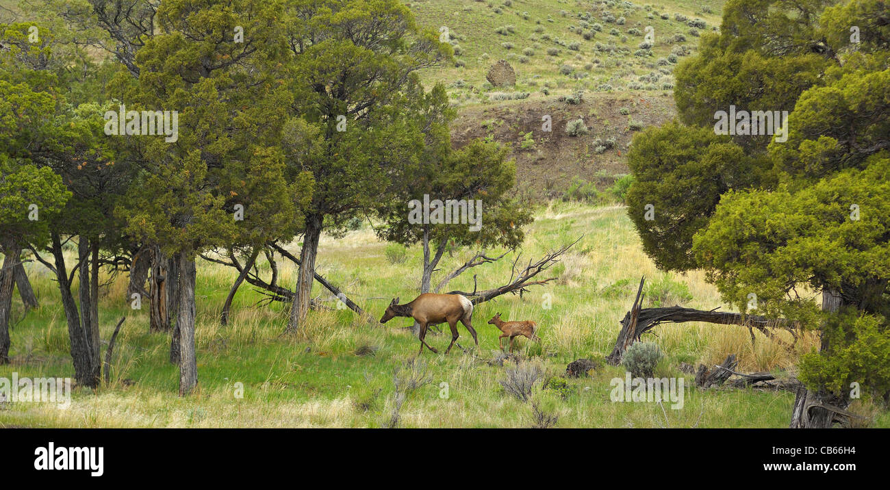 Mother Elk walking with her newborn calf in Yellowstone National Park ...
