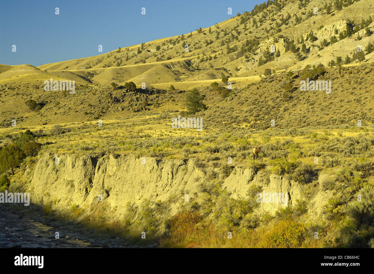 A Bull Elk along a cliff and the Gardiner River with the sun setting in ...