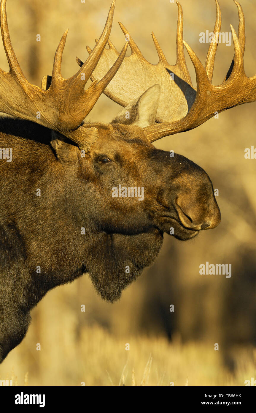 Bull Moose Close-up at Sunset Stock Photo - Alamy