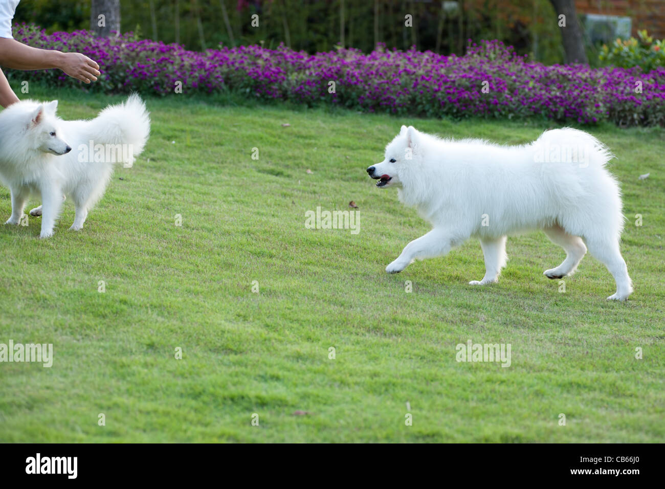 Samoyed hi-res stock photography and images - Alamy