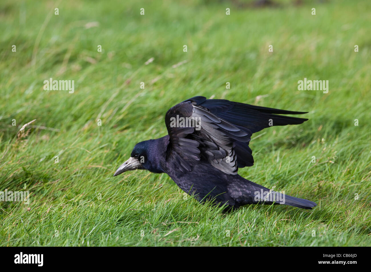 Rook (Corvus frugilegus). Wing stretching and defecating Stock Photo ...