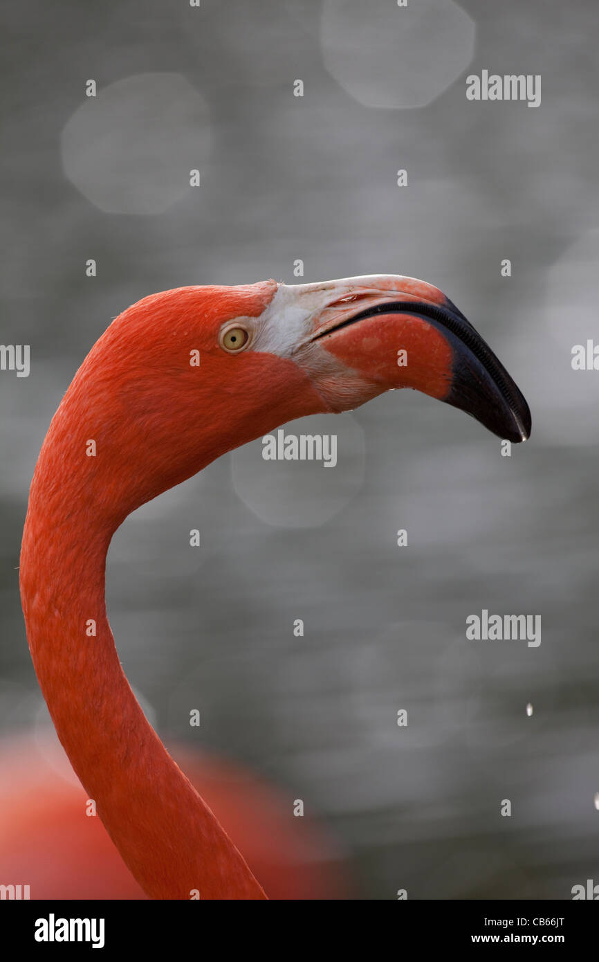 Caribbean or Rosy Flamingo (Phoenicopterus ruber ruber). Head. Portrait ...