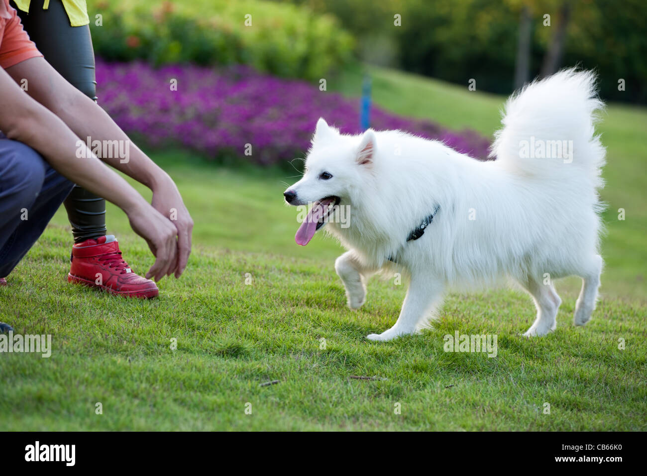 Samoyed dog running to the master Stock Photo - Alamy