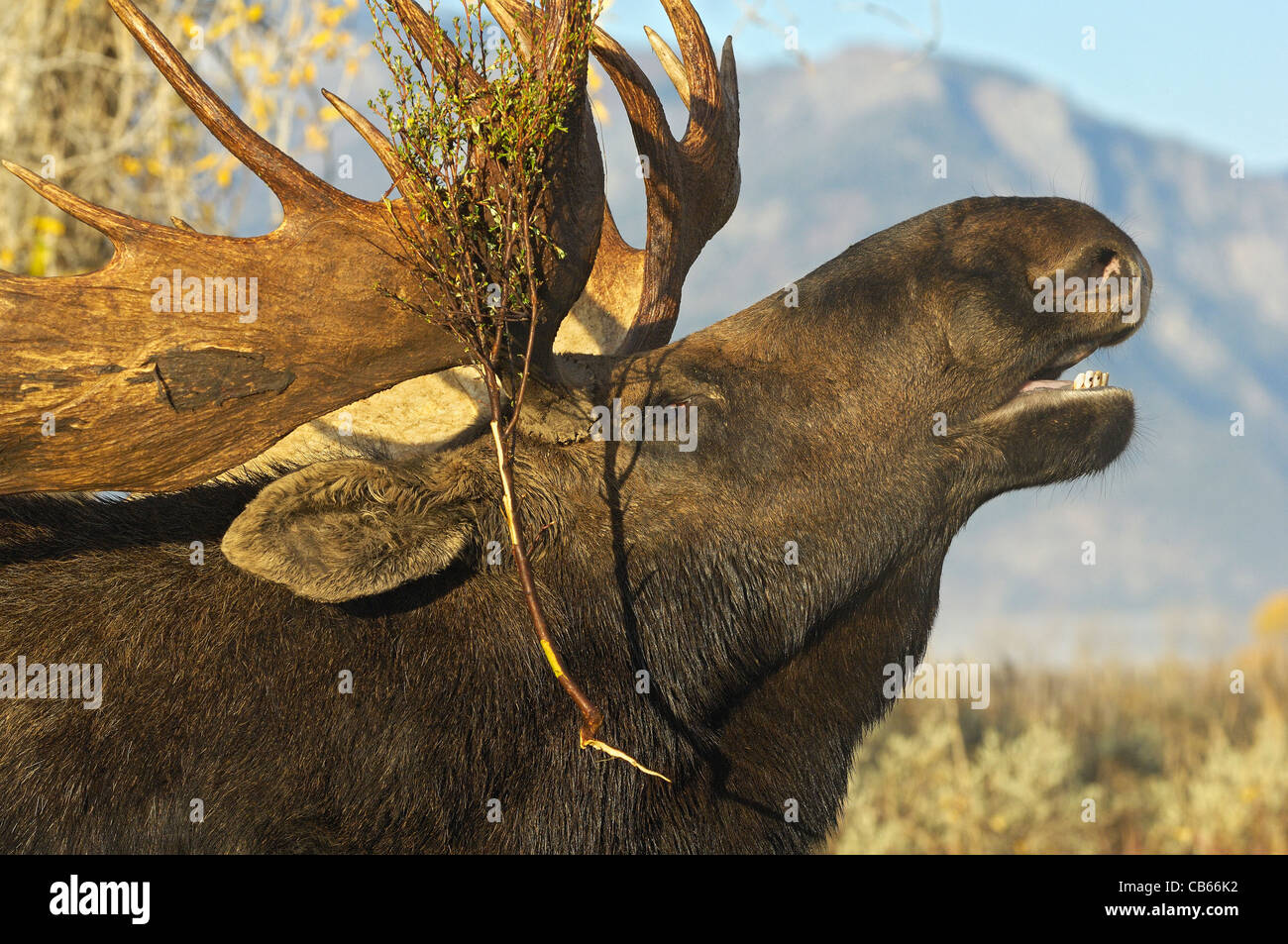 Bull Moose Close Up Stock Photo - Alamy Bull Moose Close Up Stock Photo - Alamy