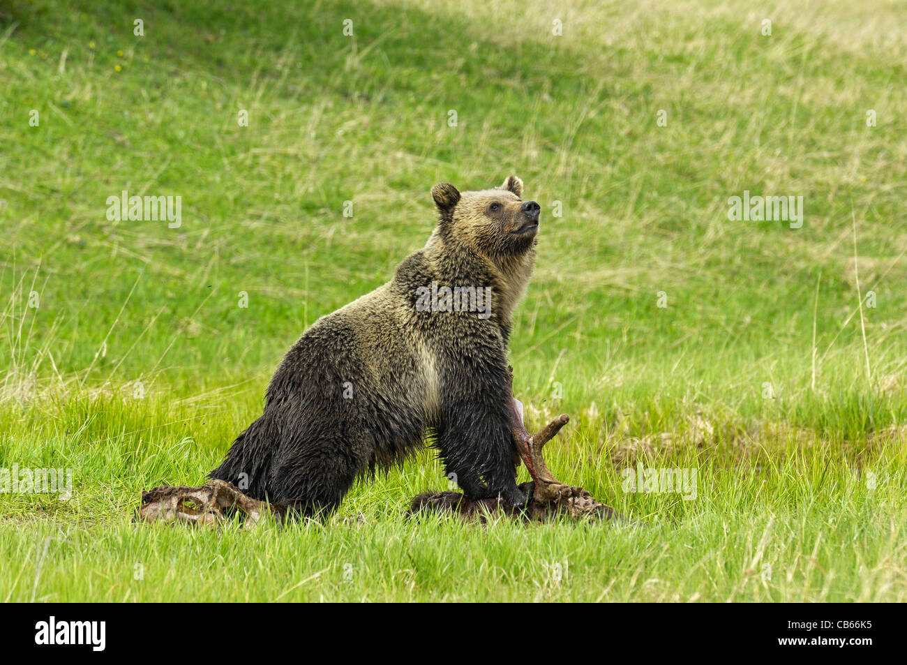 Grizzly Bear Standing Guard Stock Photo - Alamy