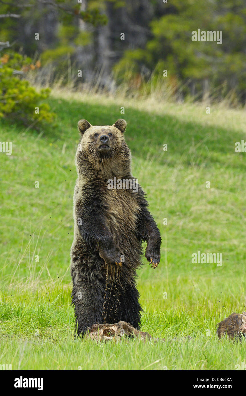 Grizzly Bear Standing Up High Resolution Stock Photography and Images - Alamy