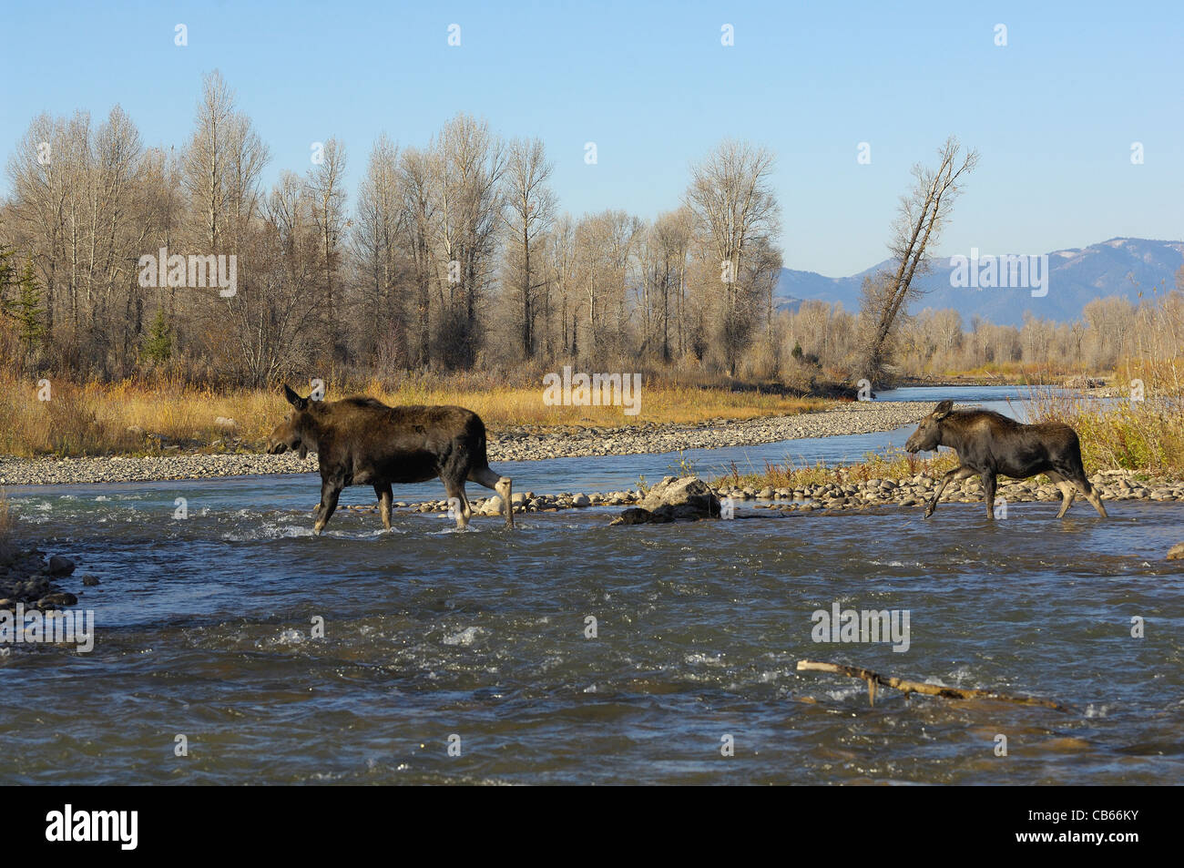 Moose River Crossing Stock Photo - Alamy
