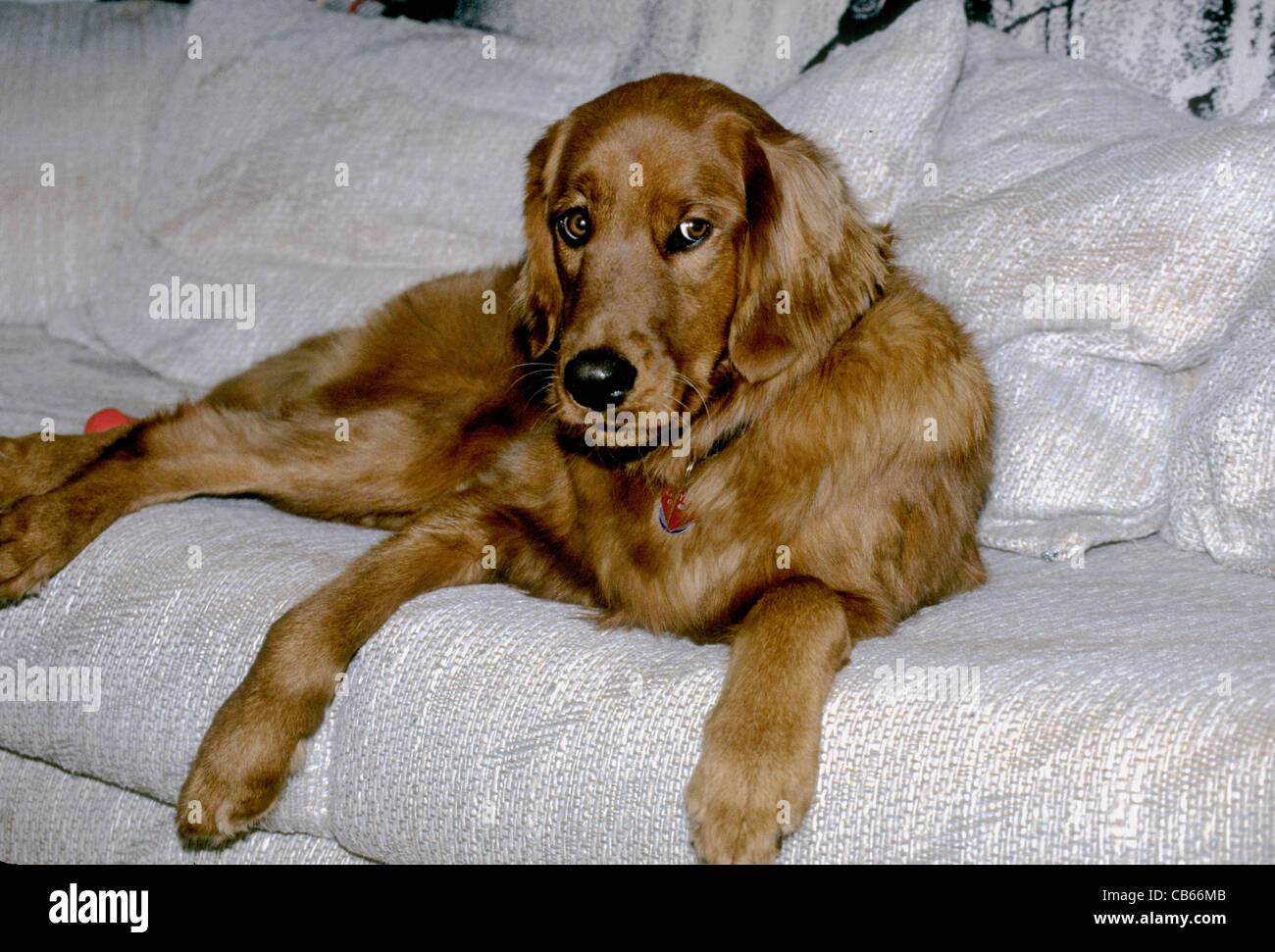 Guilty golden retriever hi-res stock photography and images - Alamy