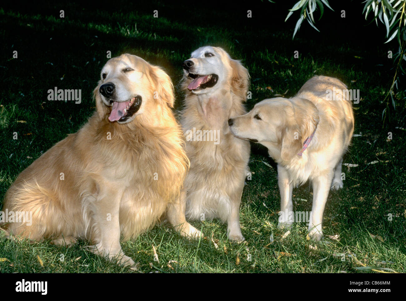 Golden retriever family Stock Photo - Alamy