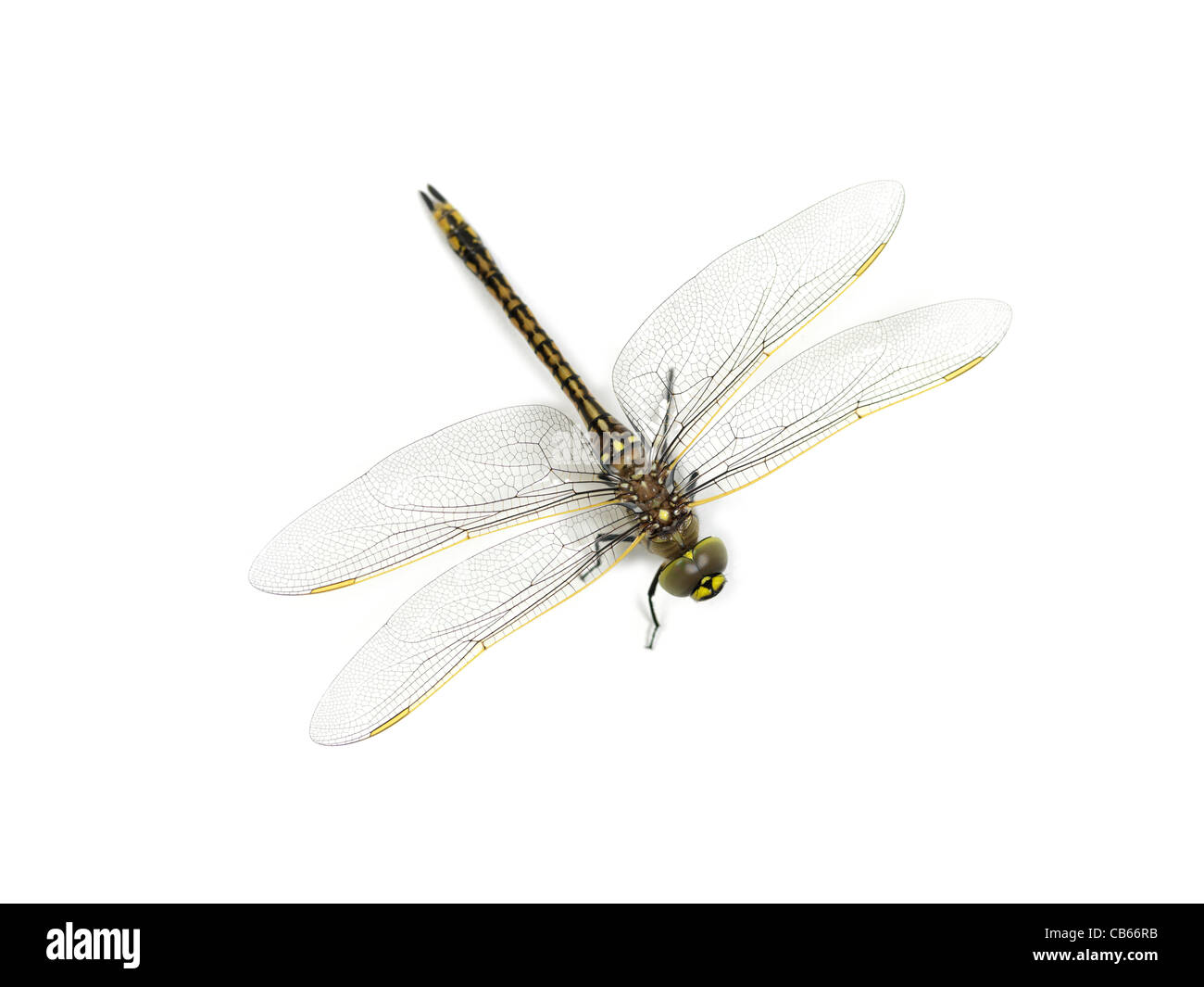 Close up dragonfly odonata Cut Out Stock Images & Pictures - Alamy