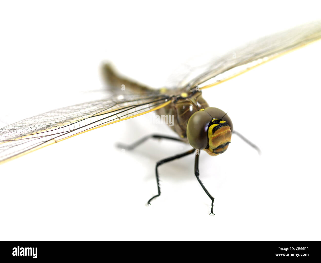 Close up dragonfly odonata Cut Out Stock Images & Pictures - Alamy