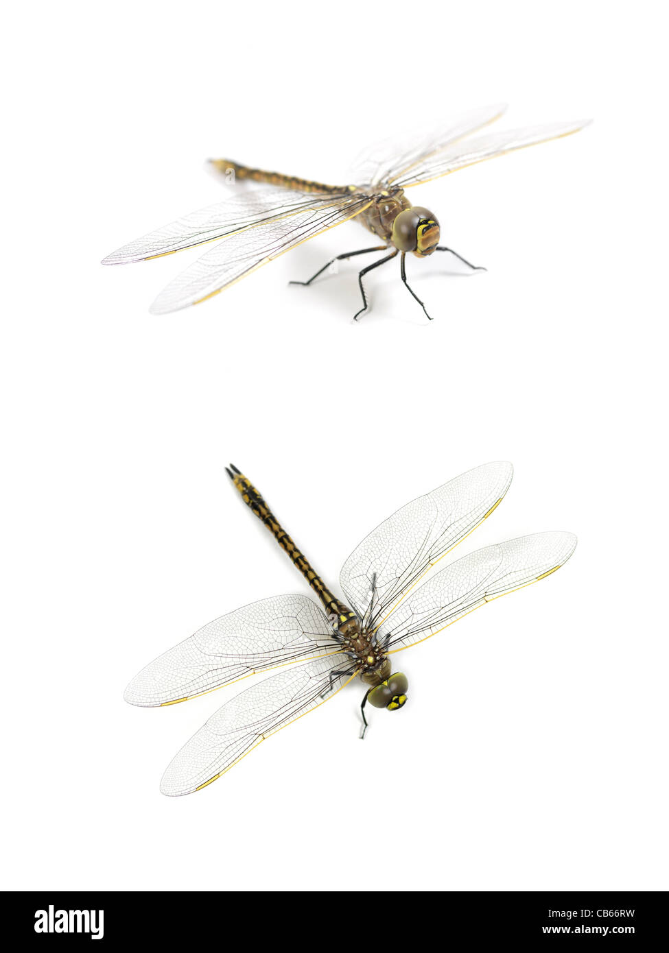 Close up dragonfly odonata Cut Out Stock Images & Pictures - Alamy
