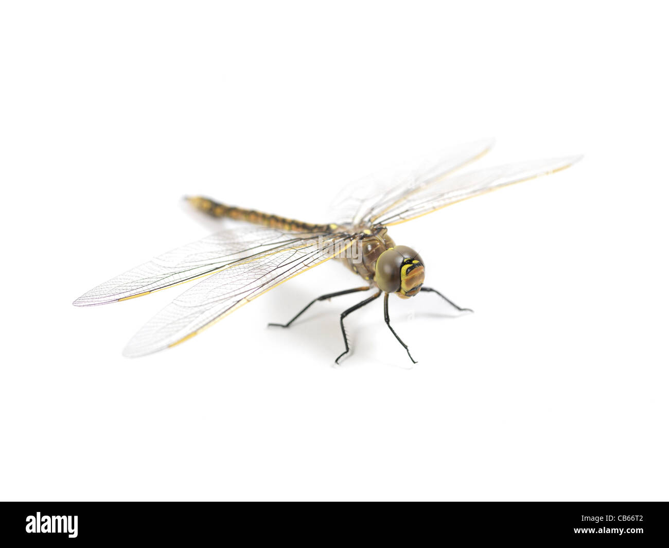 Dragonfly on plant Cut Out Stock Images & Pictures - Alamy