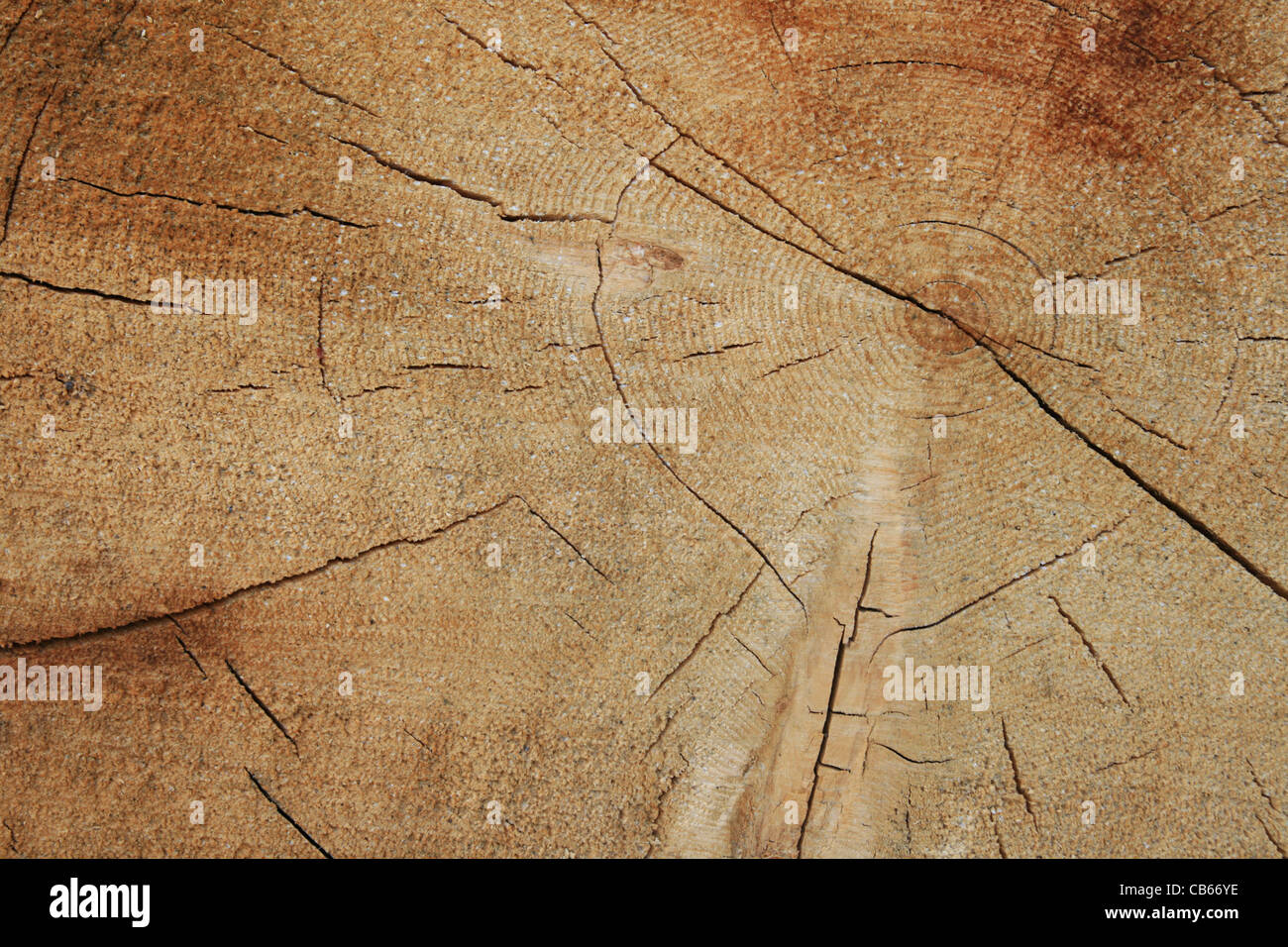 Growth ring pattern hi-res stock photography and images - Alamy