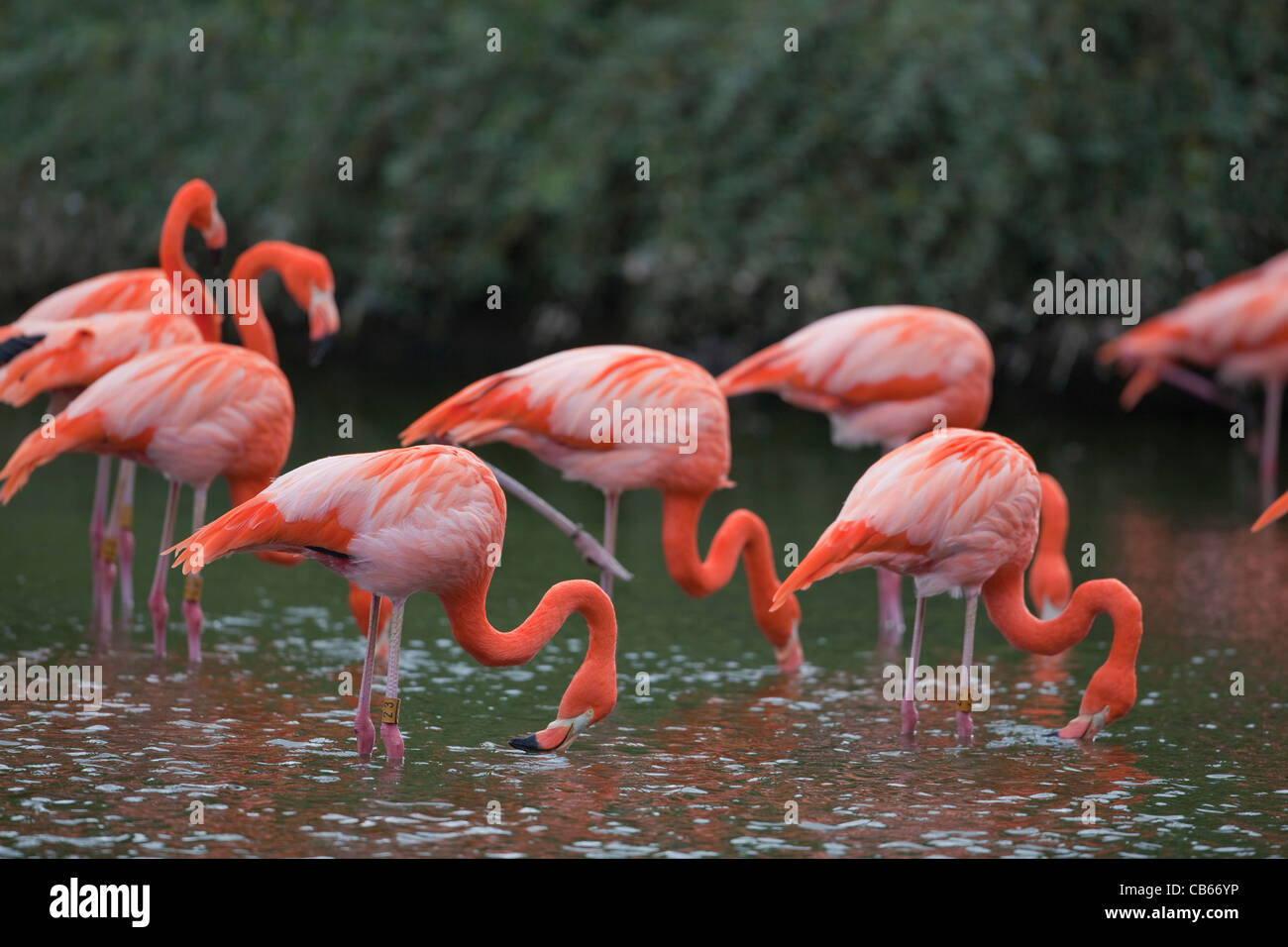 Caribbean or Rosy Flamingos (Phoenicopterus ruber ruber). Filter ...