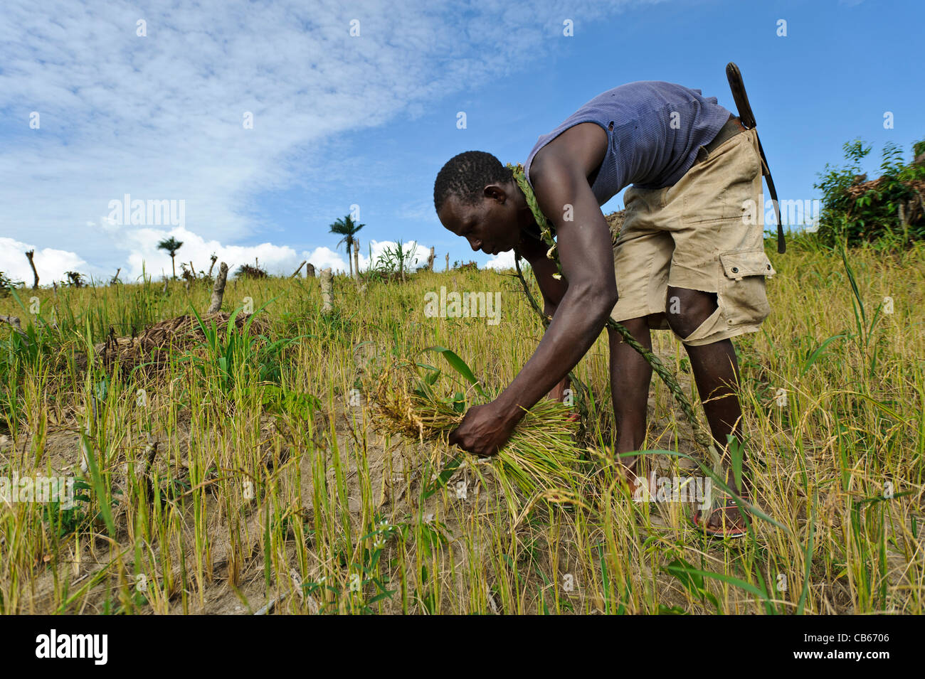 Nerica rice hi-res stock photography and images - Alamy
