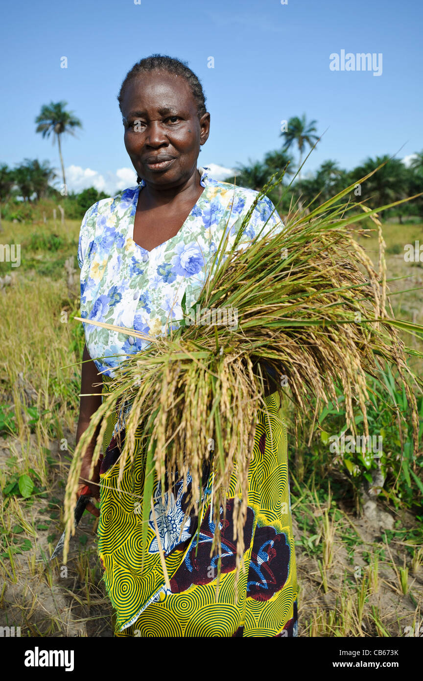 A farmer harvesting 'Nerica' rice, Newton, Freetown, Sierra Leone Stock ...