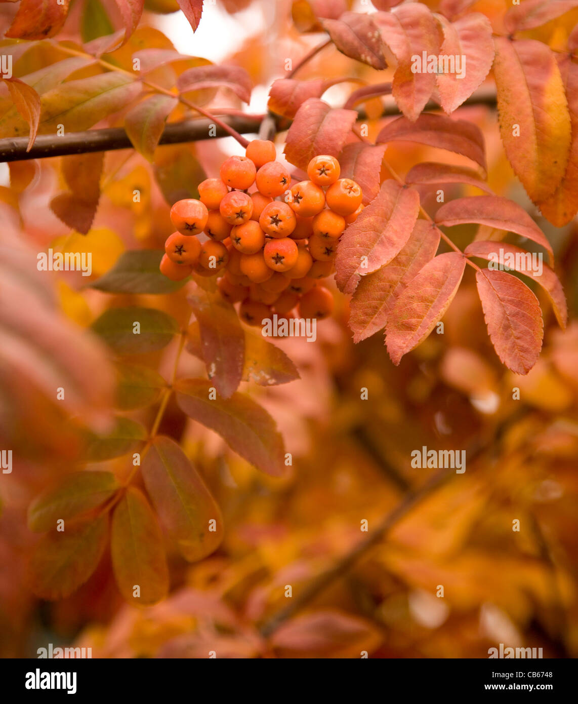 Ashberry tree hi-res stock photography and images - Alamy