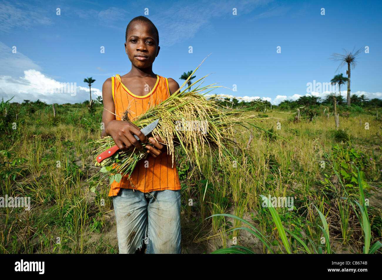 A farmer harvesting 'Nerica' rice, Newton, Freetown, Sierra Leone Stock ...