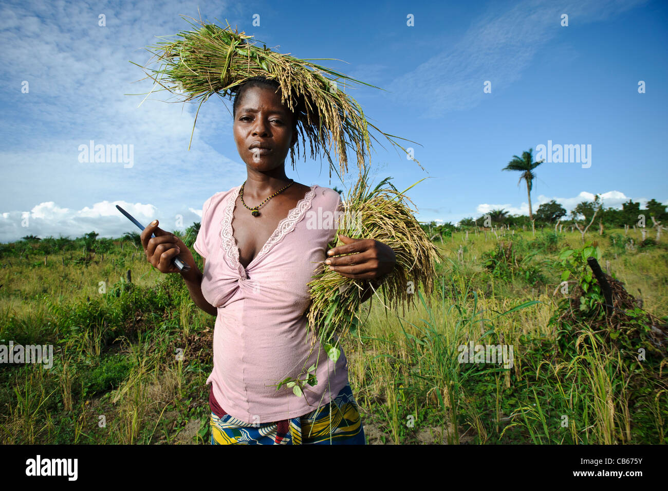 A farmer harvesting 'Nerica' rice, Newton, Freetown, Sierra Leone Stock ...