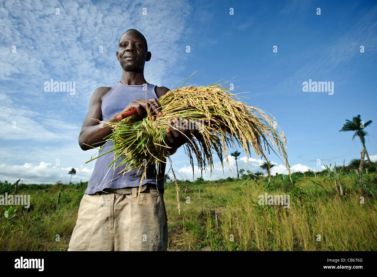 A farmer harvesting 'Nerica' rice, Newton, Freetown, Sierra Leone Stock ...