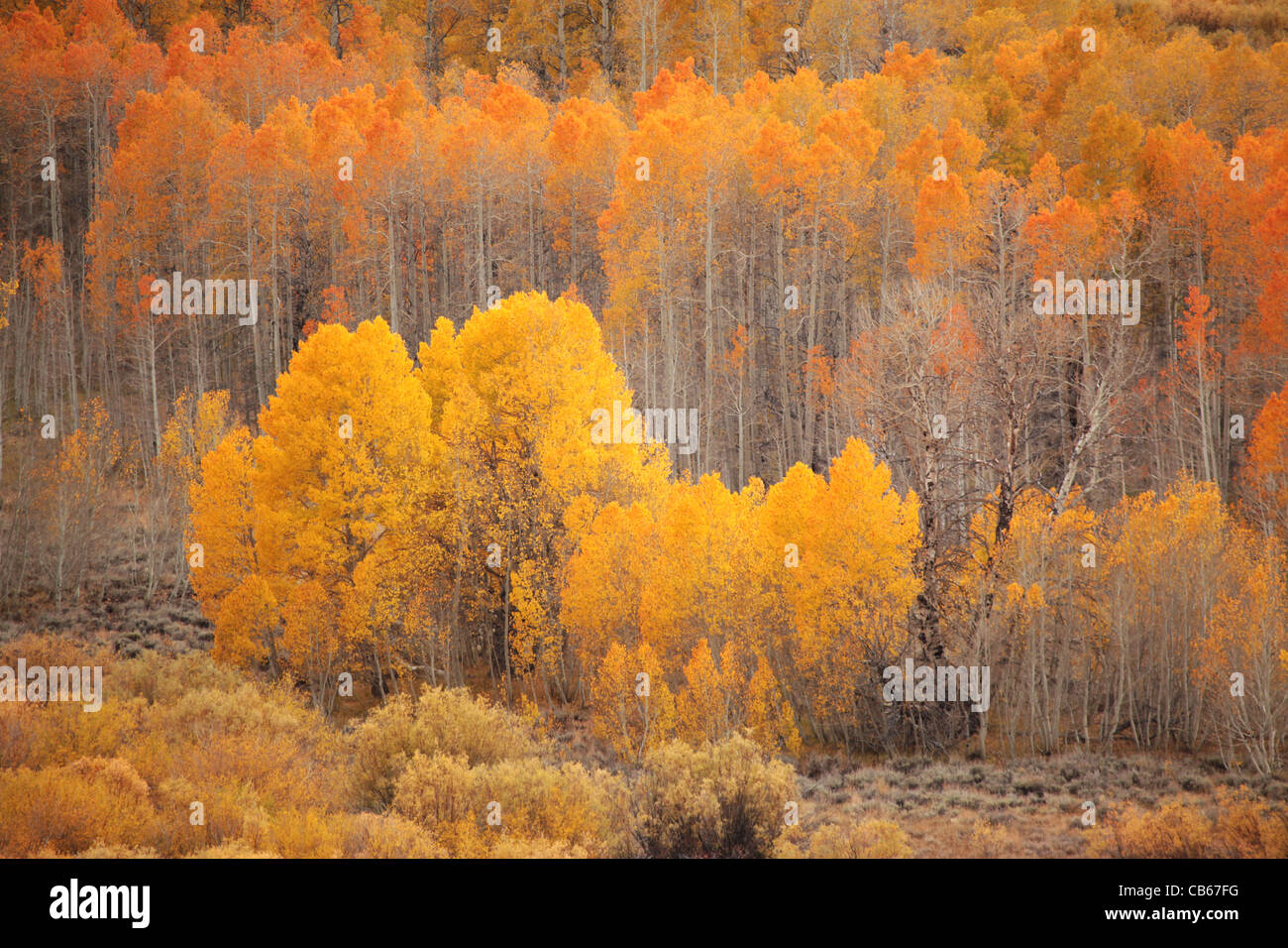 Aspen fall foliage eastern hi-res stock photography and images - Alamy