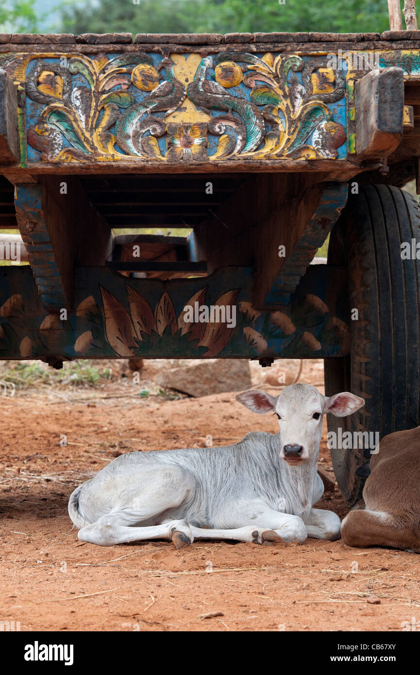 Young Indian Zebu calf under a bullock cart in a rural Indian village ...