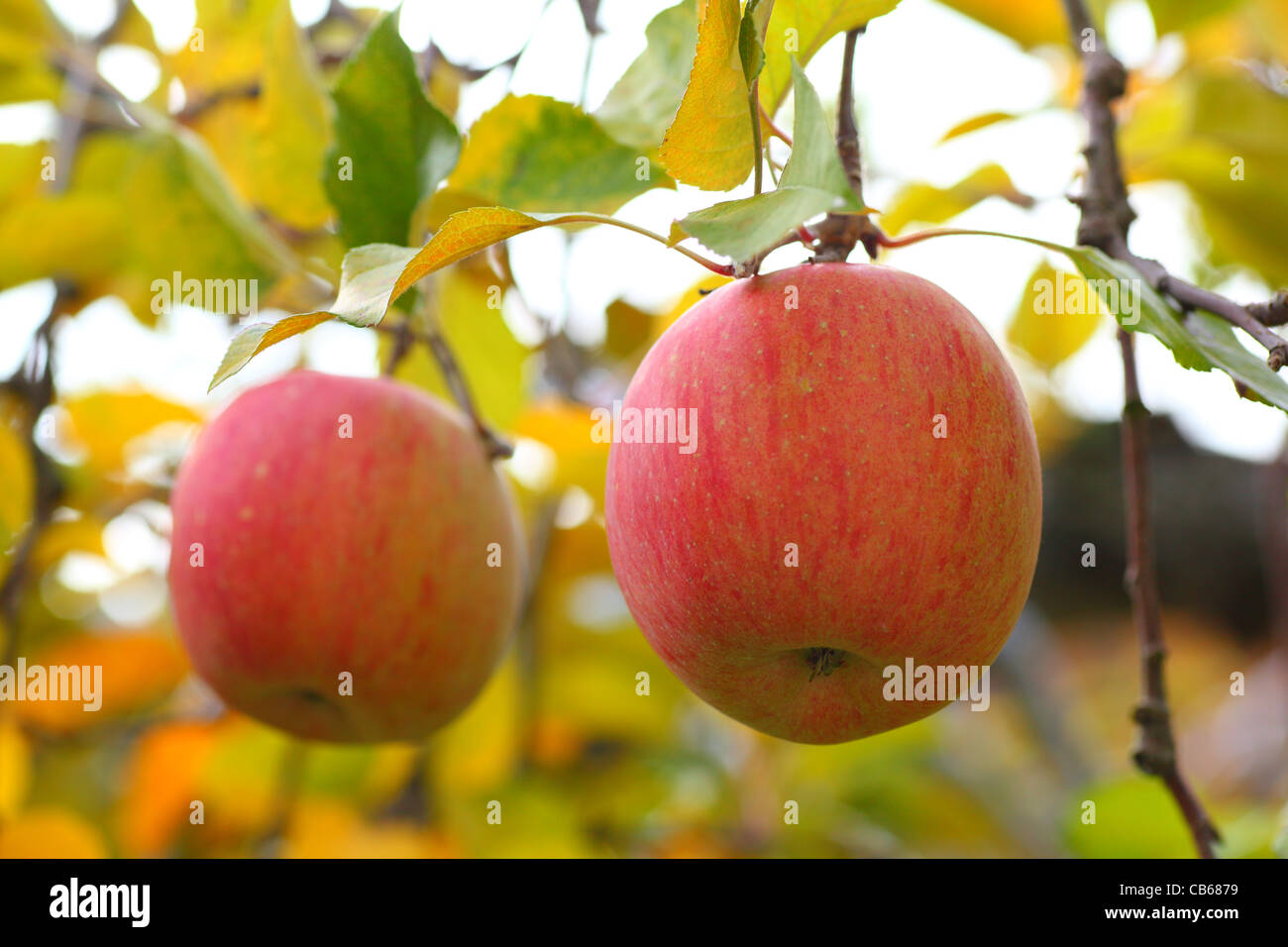 Ripe red apple on tree, japanese apple Stock Photo - Alamy