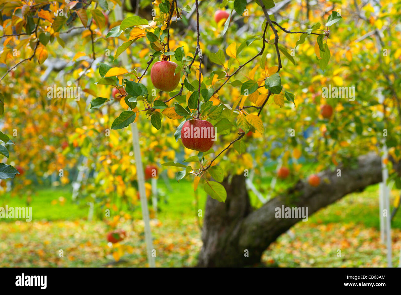 Ripe red apple on tree, japanese apple Stock Photo - Alamy