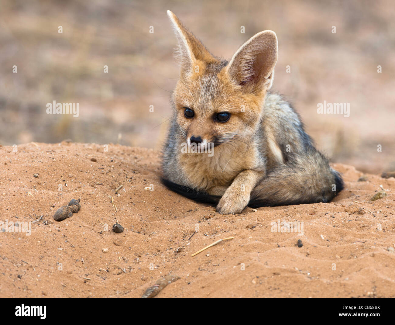 cape fox young laying at den Stock Photo - Alamy