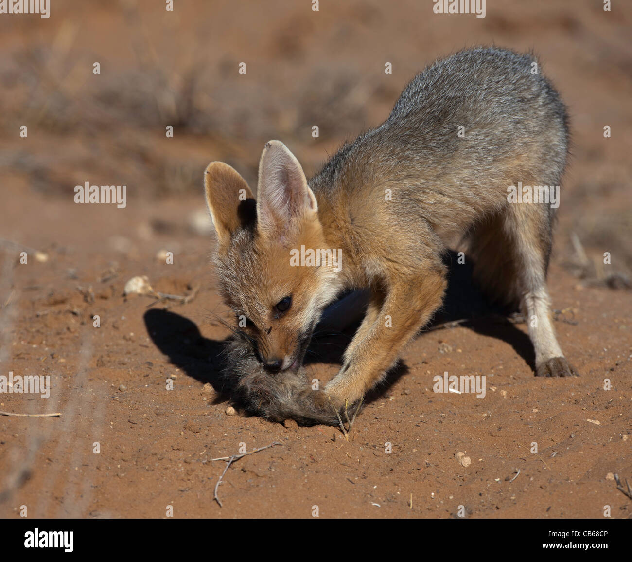 Fox biting hi-res stock photography and images - Alamy