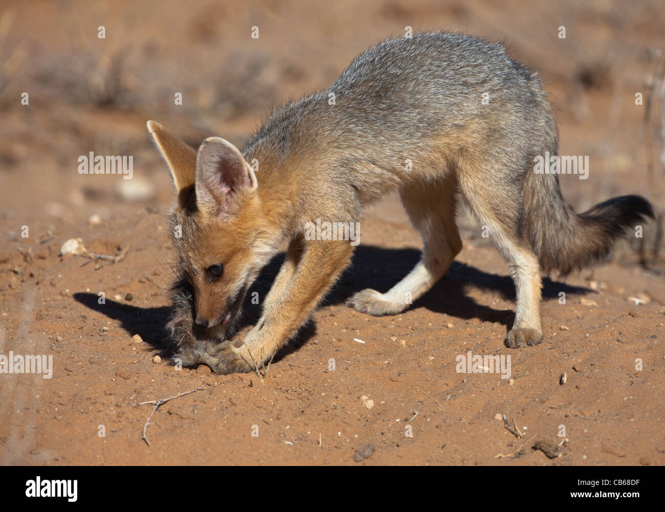 cape fox young playing with fur Stock Photo - Alamy