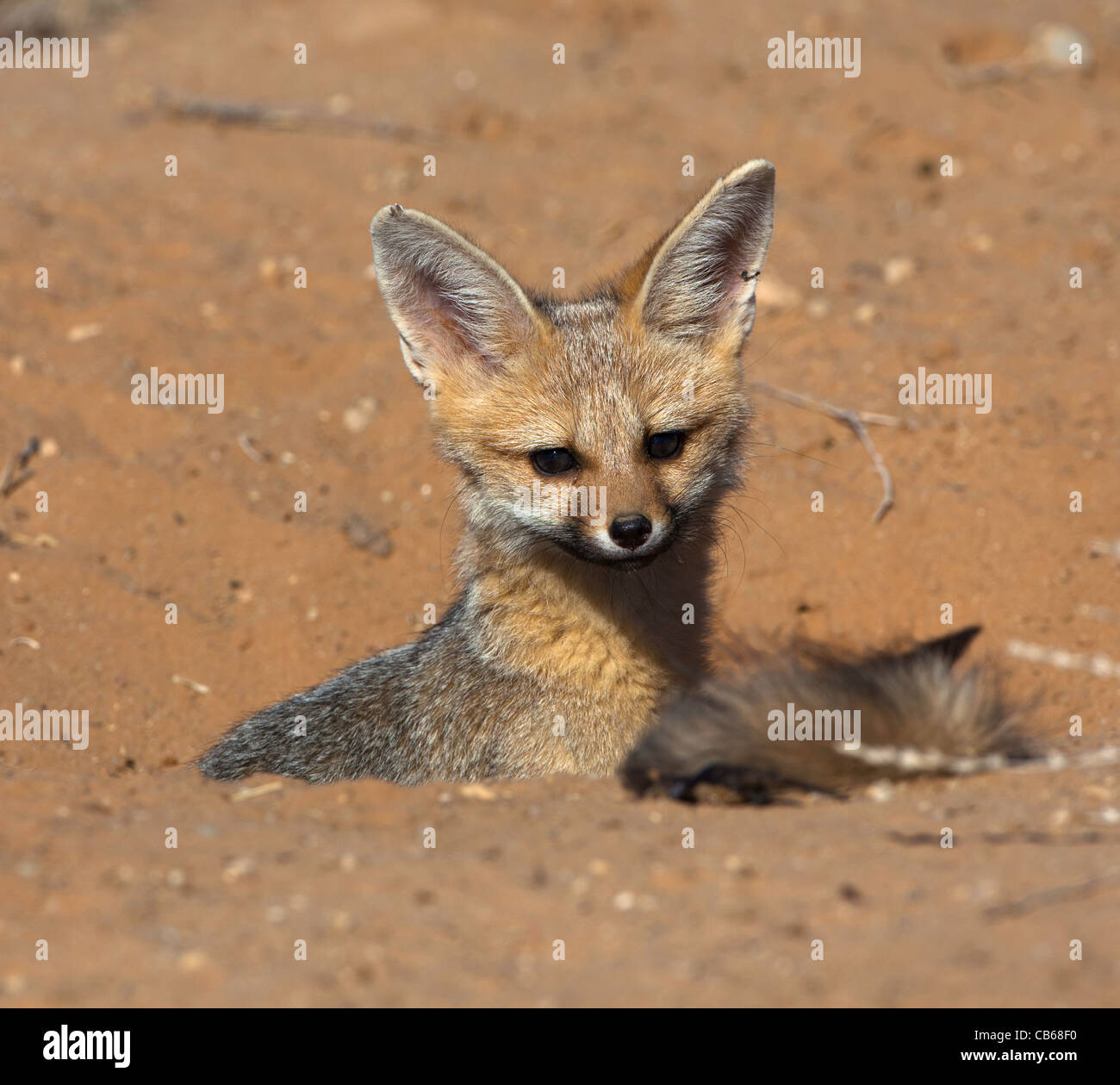 cape fox young at entrance of den Stock Photo - Alamy
