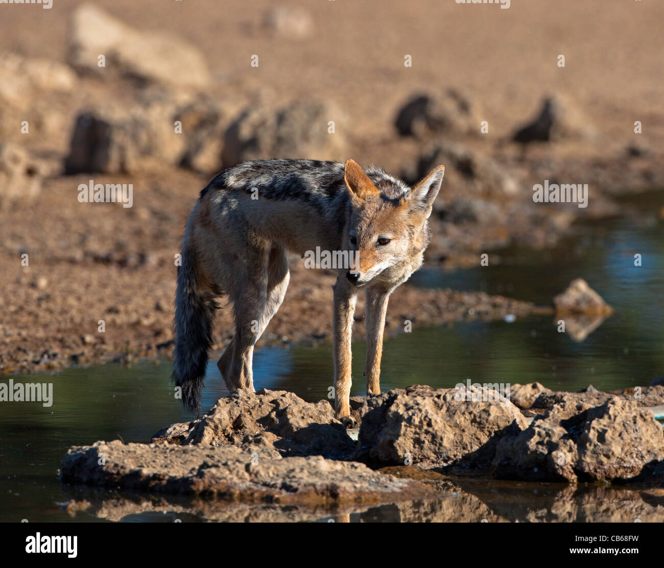 jackal at waterhole Stock Photo - Alamy