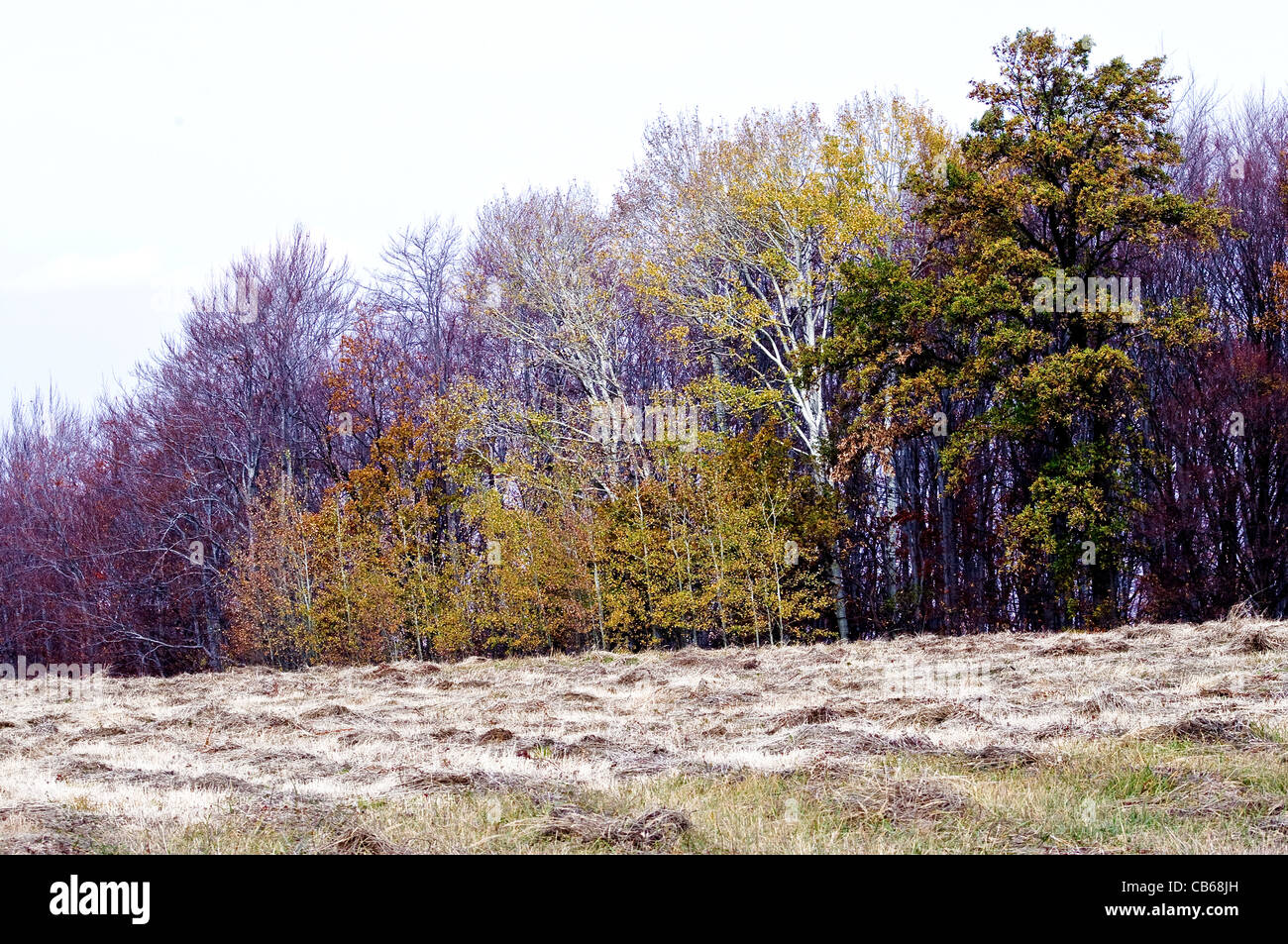 Autumn in the Balkan Mountains in Bulgaria - Europe Stock Photo - Alamy