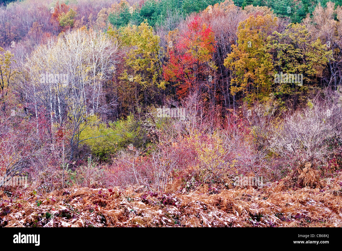 Autumn in the Balkan Mountains in Bulgaria - Europe Stock Photo - Alamy