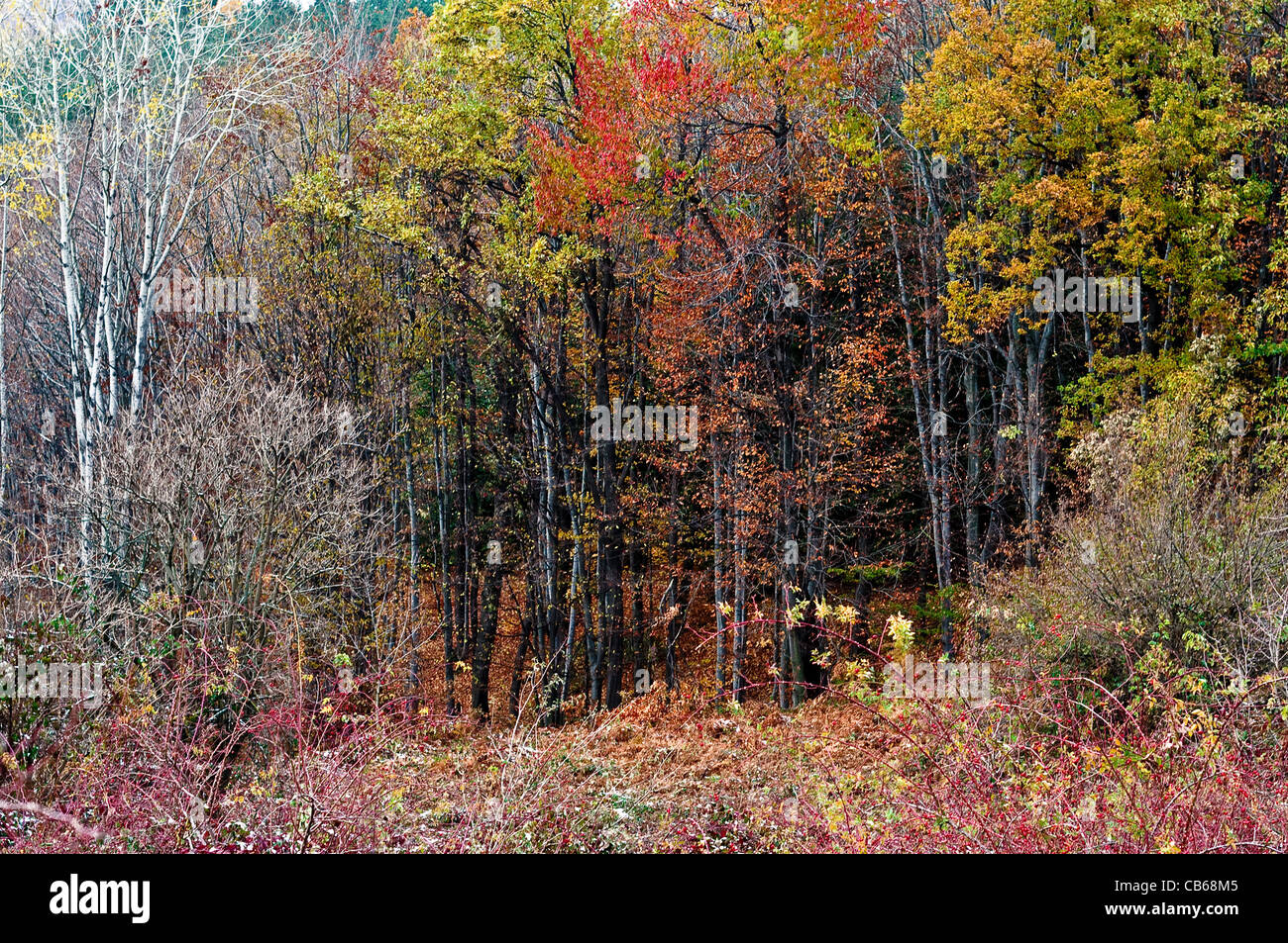 Autumn in the Balkan Mountains in Bulgaria - Europe Stock Photo - Alamy
