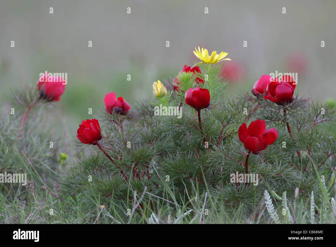 Fernlief Peony (rare plant in Bulgaria),Paeonia tenuifolia and Pheasant ...